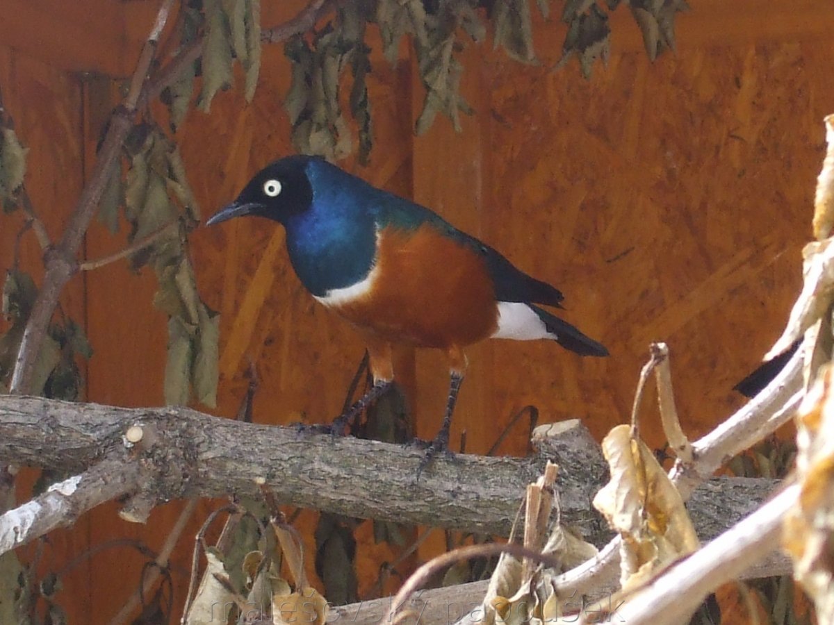 Detail uživatele adamek vit - ChovZvířat.cz