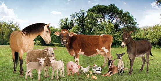 Welfare zvířat | Hospodářská zvířata | Články - ChovZvířat.cz