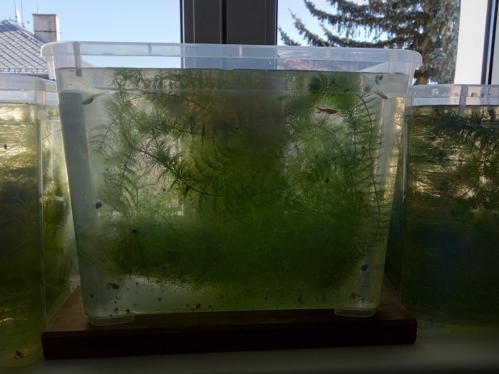 Mé první akvárko | Akvaristika, ryby | Diskuze | ChovZvířat.cz