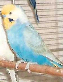 andulka zvláštní mutace | Okrasné ptactvo | Diskuze | ChovZvířat.cz