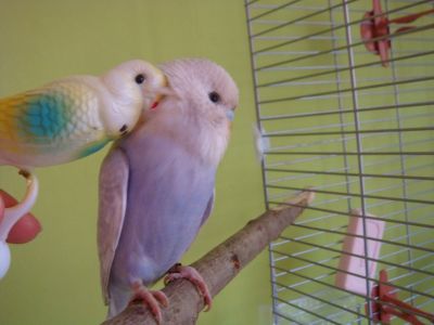 andulka zvláštní mutace | Okrasné ptactvo | Diskuze | ChovZvířat.cz