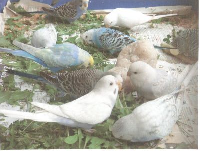 andulka zvláštní mutace | Okrasné ptactvo | Diskuze | ChovZvířat.cz