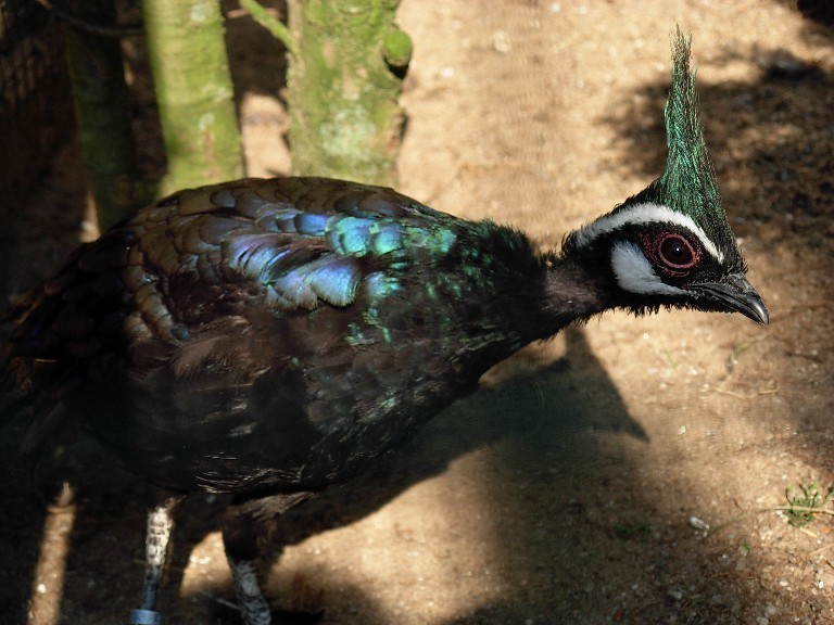 PAVÍ PALAWANSKÝ | Bažant paví | Drůbež | Fotogalerie - ChovZvířat.cz
