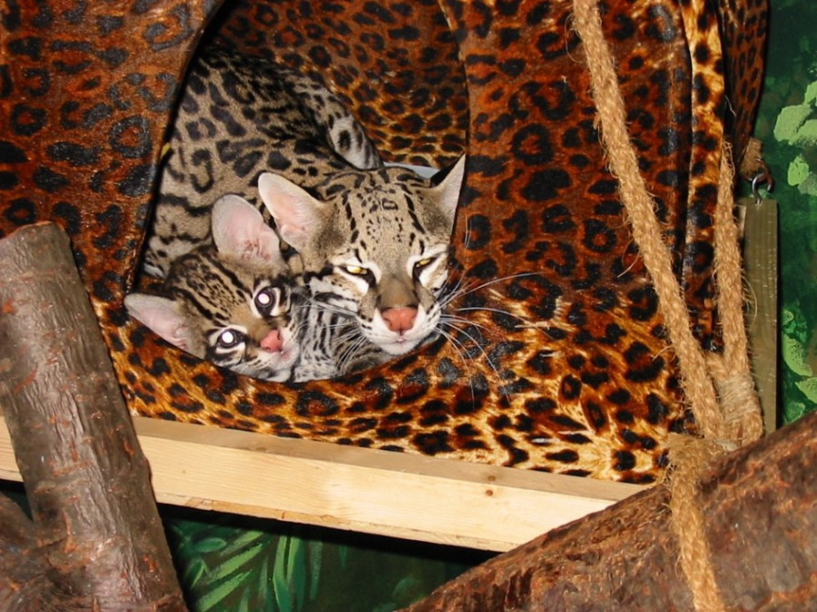 Ocelot velký | Ocelot velký | Šelmy | Fotogalerie - ChovZvířat.cz