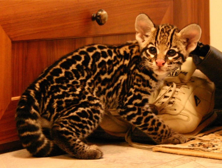 Ocelot velký | Ocelot velký | Šelmy | Fotogalerie - ChovZvířat.cz