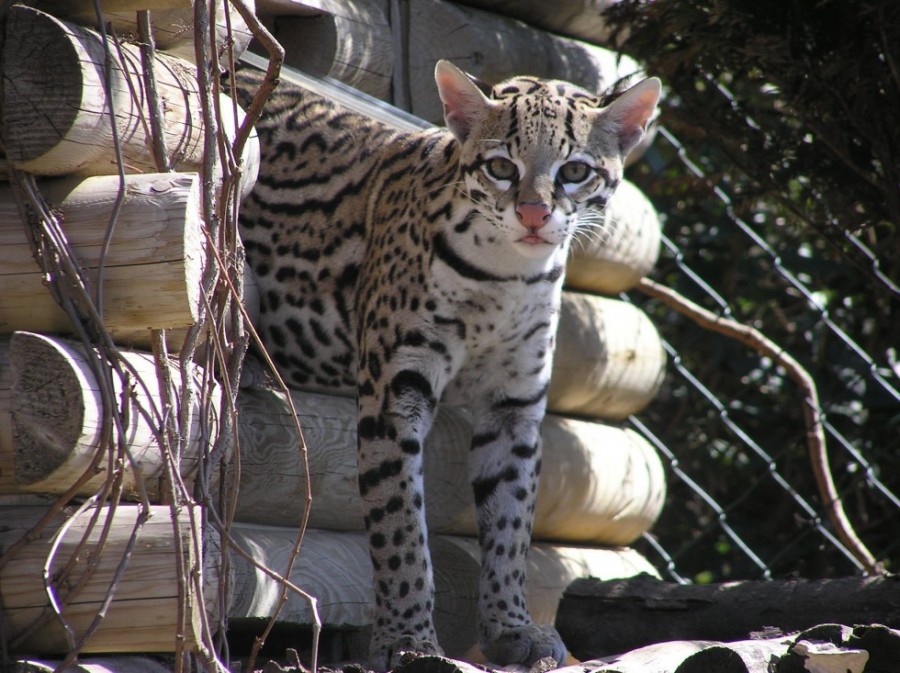 Ocelot velký | Ocelot velký | Šelmy | Fotogalerie - ChovZvířat.cz