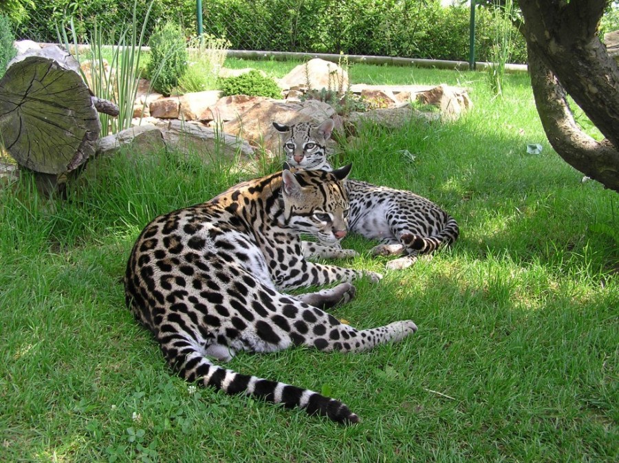 Ocelot velký | Ocelot velký | Šelmy | Fotogalerie - ChovZvířat.cz