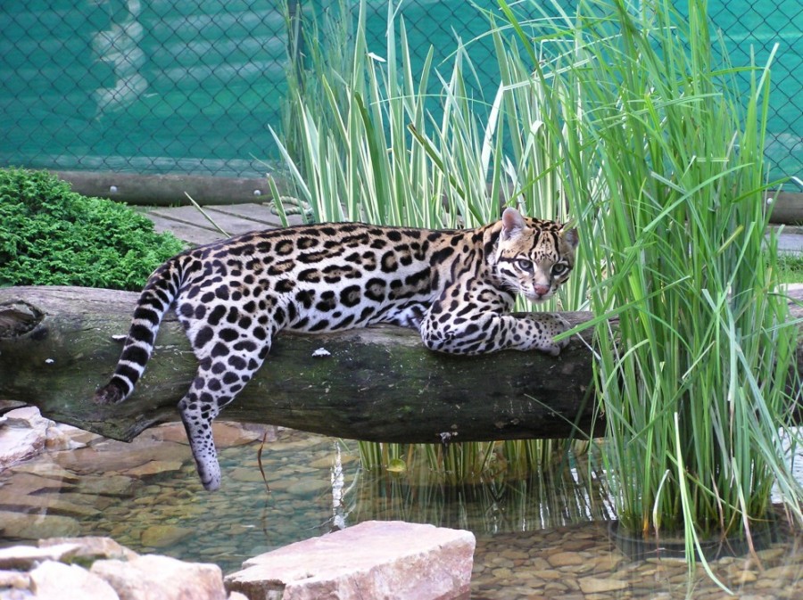 Ocelot velký | Ocelot velký | Šelmy | Fotogalerie - ChovZvířat.cz
