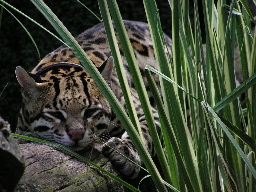 Ocelot velký | Ocelot velký | Šelmy | Fotogalerie - ChovZvířat.cz