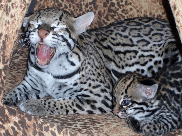 Ocelot velký | Ocelot velký | Šelmy | Fotogalerie - ChovZvířat.cz
