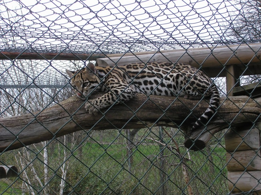 Ocelot velký | Ocelot velký | Šelmy | Fotogalerie - ChovZvířat.cz