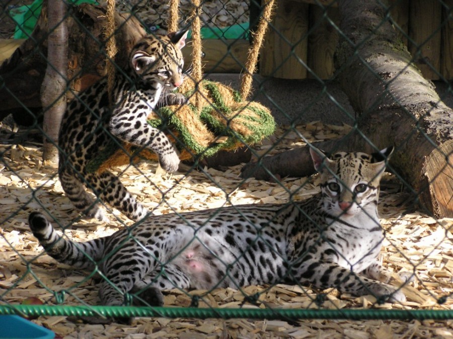 Ocelot velký | Ocelot velký | Šelmy | Fotogalerie - ChovZvířat.cz