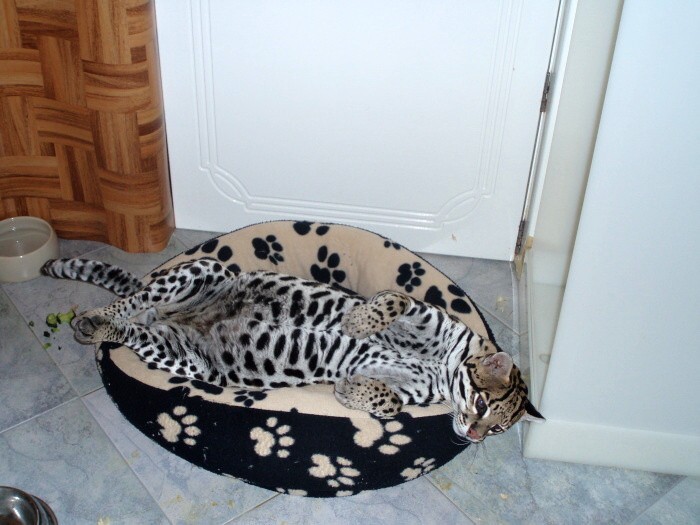 Ocelot velký | Ocelot velký | Šelmy | Fotogalerie - ChovZvířat.cz