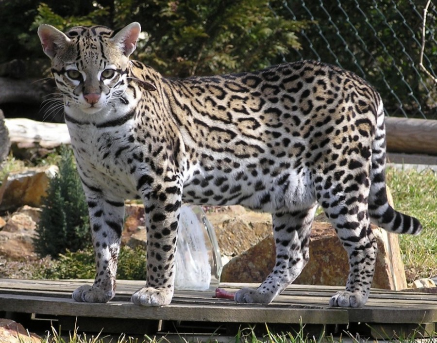 Ocelot velký | Ocelot velký | Šelmy | Fotogalerie - ChovZvířat.cz