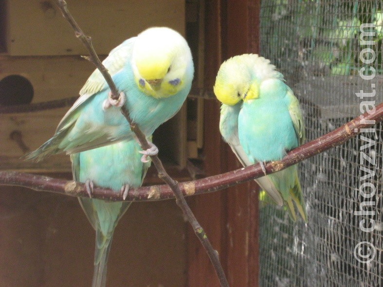 Duhové andulky | Duhové andulky | Papoušci | Fotogalerie - ChovZvířat.cz