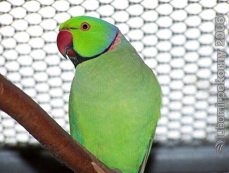 Alexandr malý | Alexandr malý | Papoušci | Fotogalerie - ChovZvířat.cz