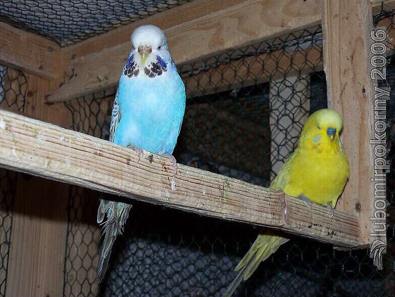 Andulka vlnkovaná | Andulka vlnkovaná | Papoušci | Fotogalerie ...