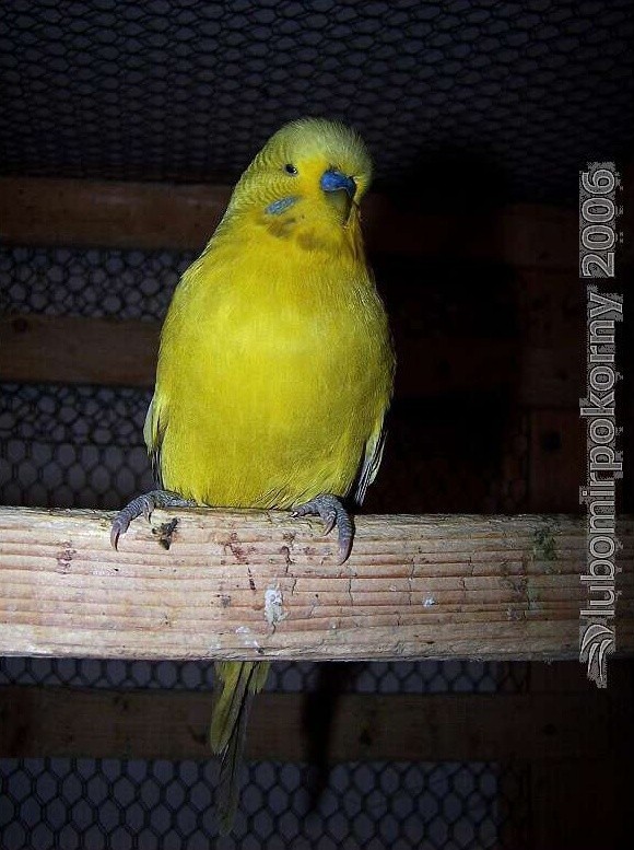 Andulka vlnkovaná | Andulka vlnkovaná | Papoušci | Fotogalerie ...