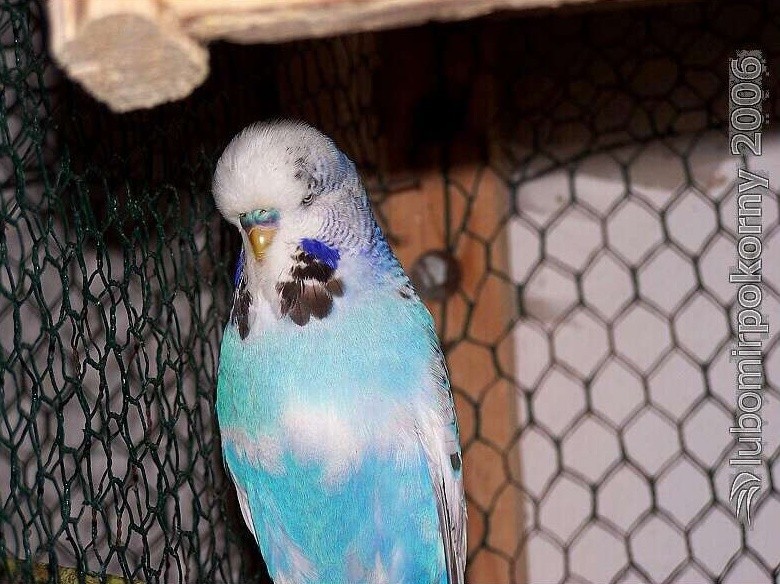 Andulka vlnkovaná | Andulka vlnkovaná | Papoušci | Fotogalerie ...