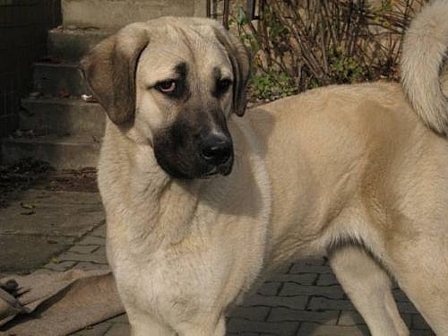 Kangal - Anatolský pastevecký pes - Středočeský kraj, Prodám ...