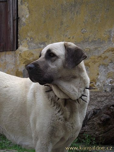 Štěňátka kangala (anatolského pasteveckého psa) - Lhota (Vsetín ...
