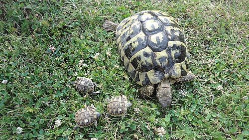 Želva zelenavá a želva stepní (odchov 2012) - Rakovník, Prodám ...