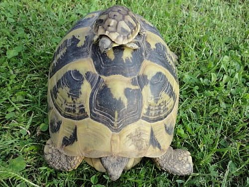 želva zelenavá a želva stepní (odchov 2012) - Rakovník, Prodám ...