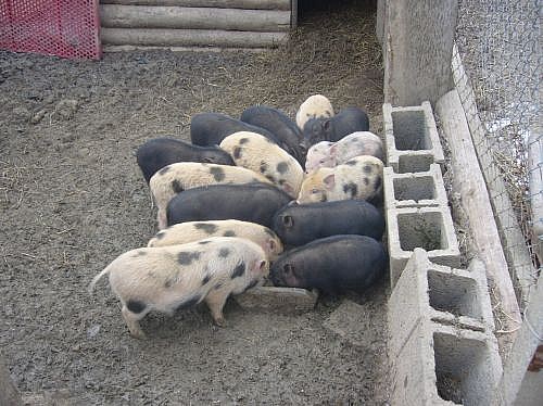 Vietnamska selata - Znojmo, Prodám | ChovZvířat.cz