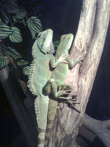 Agamy kočičinské - Ústecký kraj, Prodám | ChovZvířat.cz