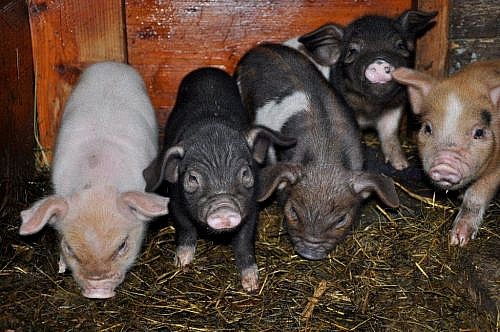 Prodáme selátka čínských pastevních prasátek - Prostějov, Prodám ...