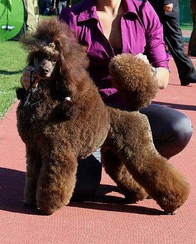 Pudl střední hnědý - Libiš (Mělník), Prodám | ChovZvířat.cz