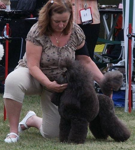Pudl střední hnědý - Libiš (Mělník), Prodám | ChovZvířat.cz