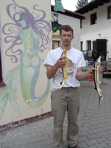 Jeseter ruský zlatý 60 cm + - Jablonec nad Nisou, Prodám | ChovZvířat.cz