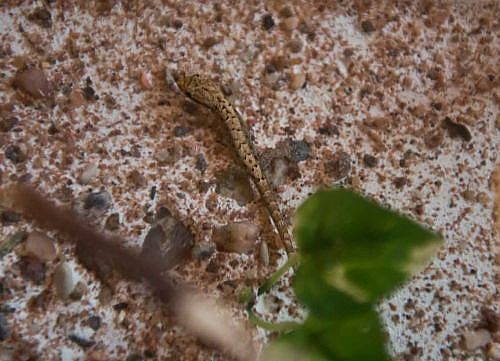 Gekon panenský (Lepidodactylus lugubris) - Brno - město, Prodám ...
