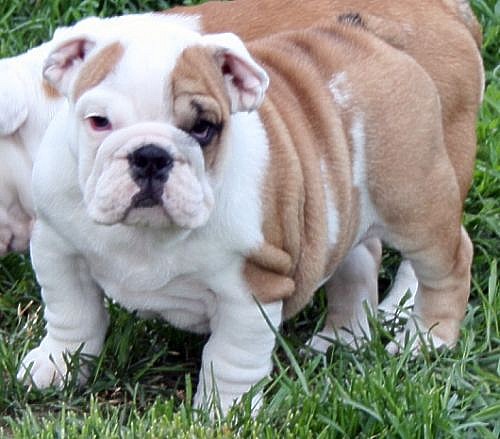 Anglický buldok - Bůhzdař (Kladno), Prodám | ChovZvířat.cz
