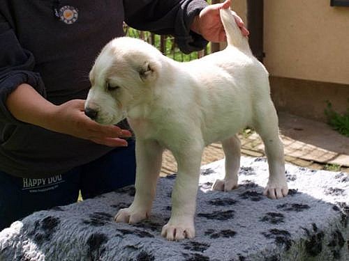 Středoasijský pastevecký pes - Karviná, Prodám | ChovZvířat.cz