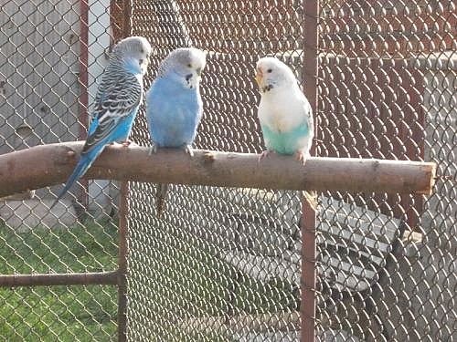 Andulky - Vyškov, Prodám - ChovZvířat.cz