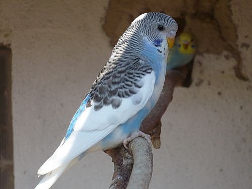 Andulky na prodej - Zlínský kraj, Prodám | ChovZvířat.cz