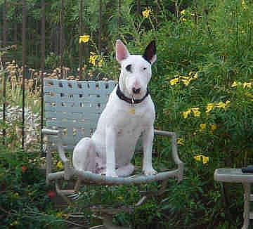 Mini Bulteriér Stěňata Na Prodej - Ústecký kraj, Prodám | ChovZvířat.cz