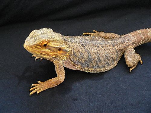 Samec agamy vousaté - Jihlava, Prodám | ChovZvířat.cz