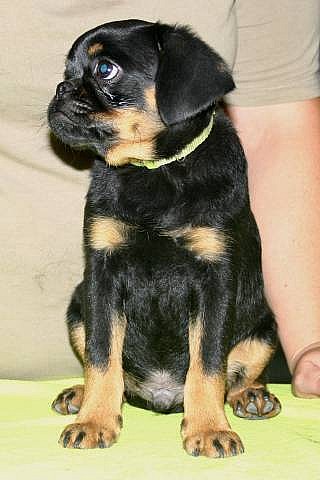 Brabantík - pejsek na prodej s PP - Běchovice (Hlavní město Praha ...