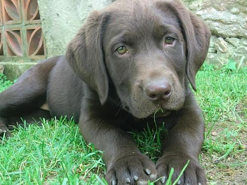 Štěňátka labradora hnědého - Česká republika, Prodám | ChovZvířat.cz