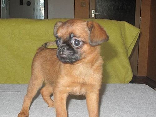 Brabantík štěňata s PP - Kouřim (Kolín), Prodám | ChovZvířat.cz