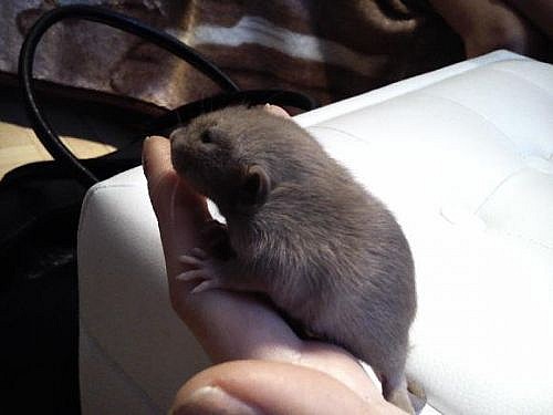 Dumbo potkánci - Hlavní město Praha, Prodám | ChovZvířat.cz