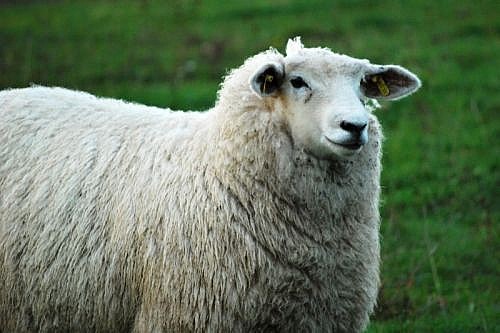 Plemenné jehnice Romney March - Rudimov (Zlín), Prodám | ChovZvířat.cz
