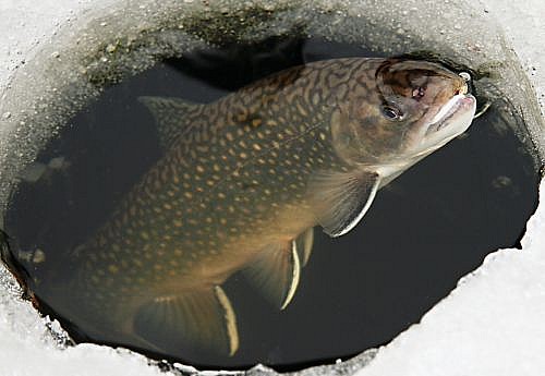 Siven americký - Karlovarský kraj, Prodám | ChovZvířat.cz