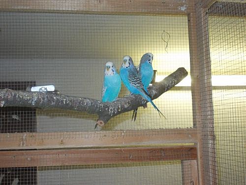 Andulky , Agapornis - Hostěrádky-Rešov (Vyškov), Prodám - ChovZvířat.cz