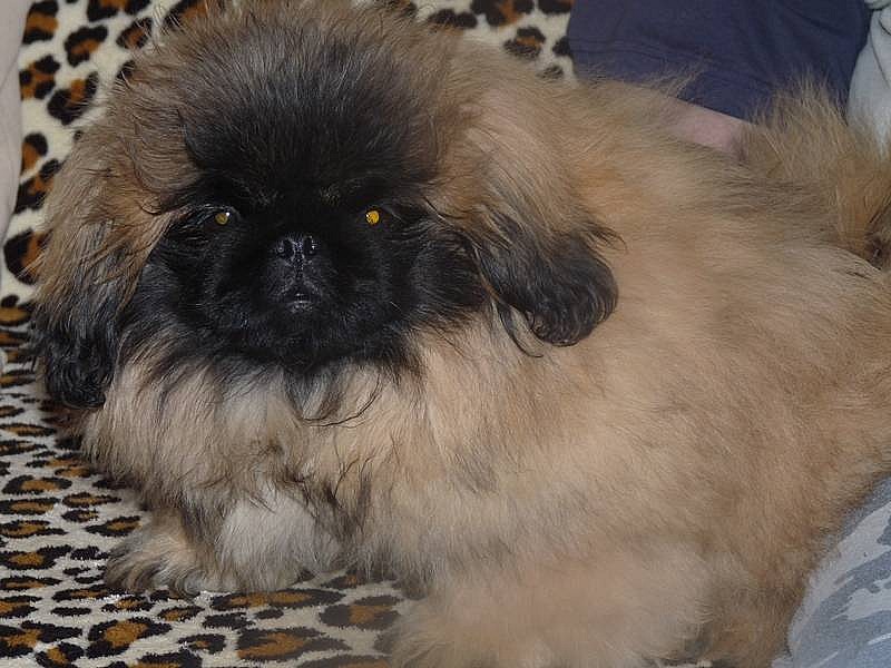 Pekinéz - Heřmanice (Jičín), Prodám | ChovZvířat.cz