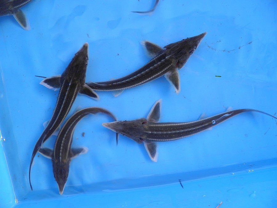 Jezírkové ryby - Dobroměřice (Louny), Prodám | ChovZvířat.cz