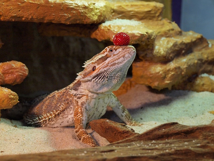 AGAMY + TERÁRIUM - Jaktař (část) (Opava), Prodám | ChovZvířat.cz
